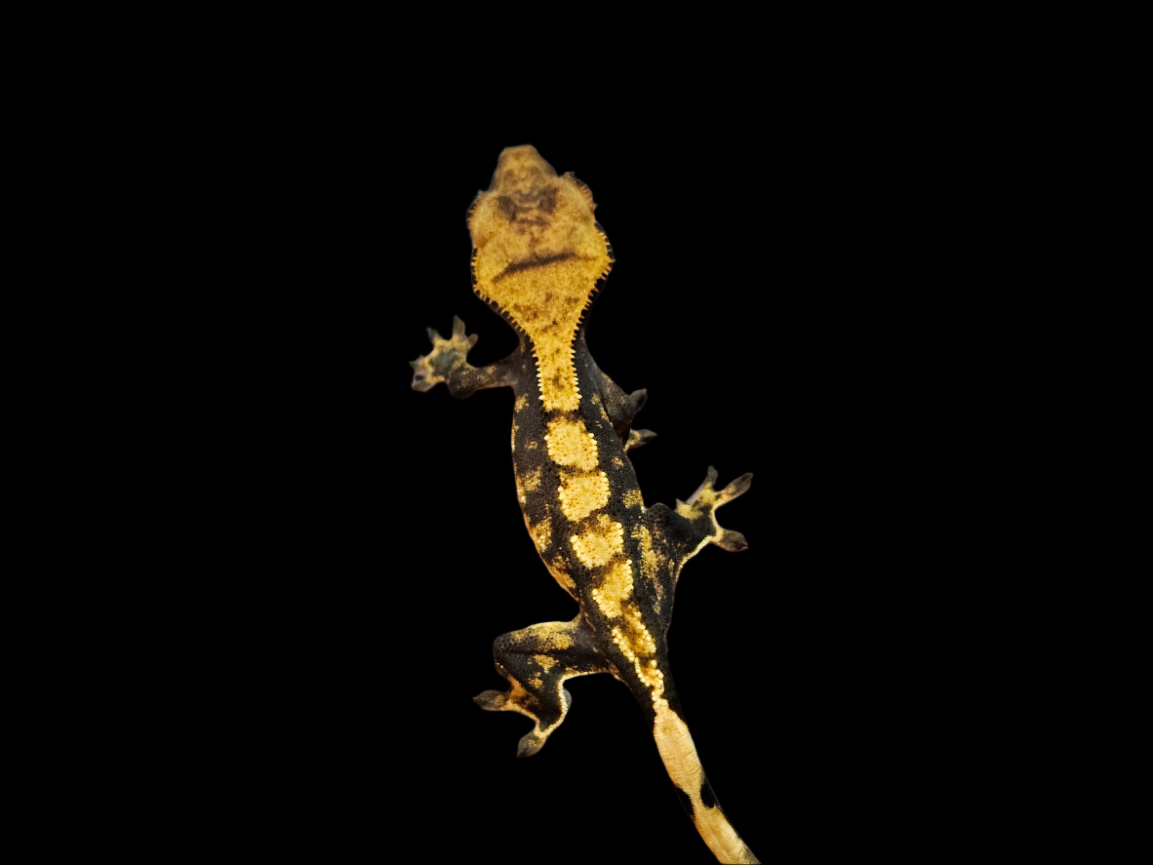 SoFlo Reptiles – SoFloReptiles