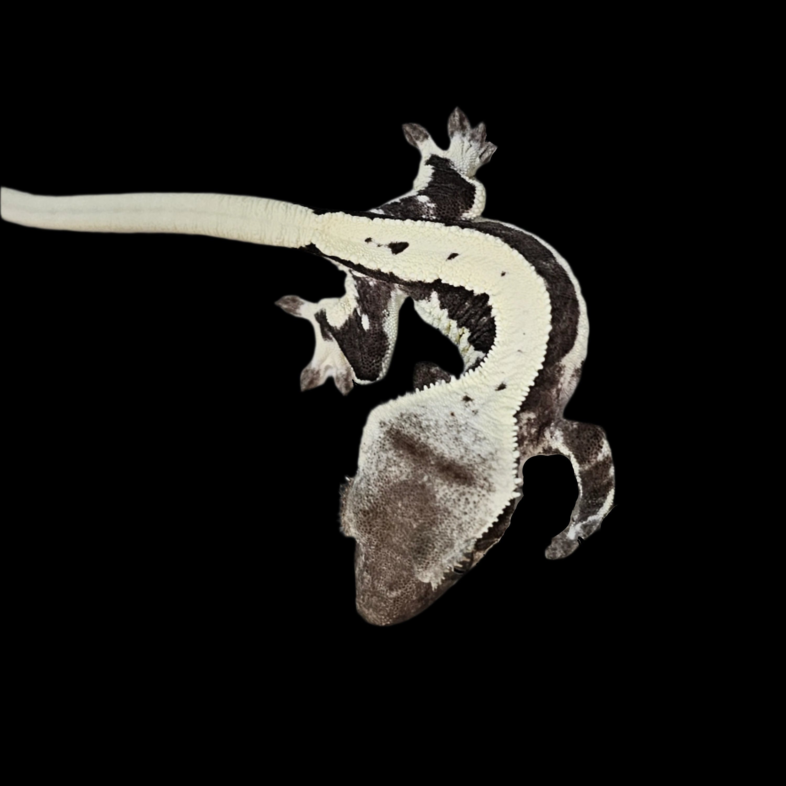 Collections – SoFloReptiles