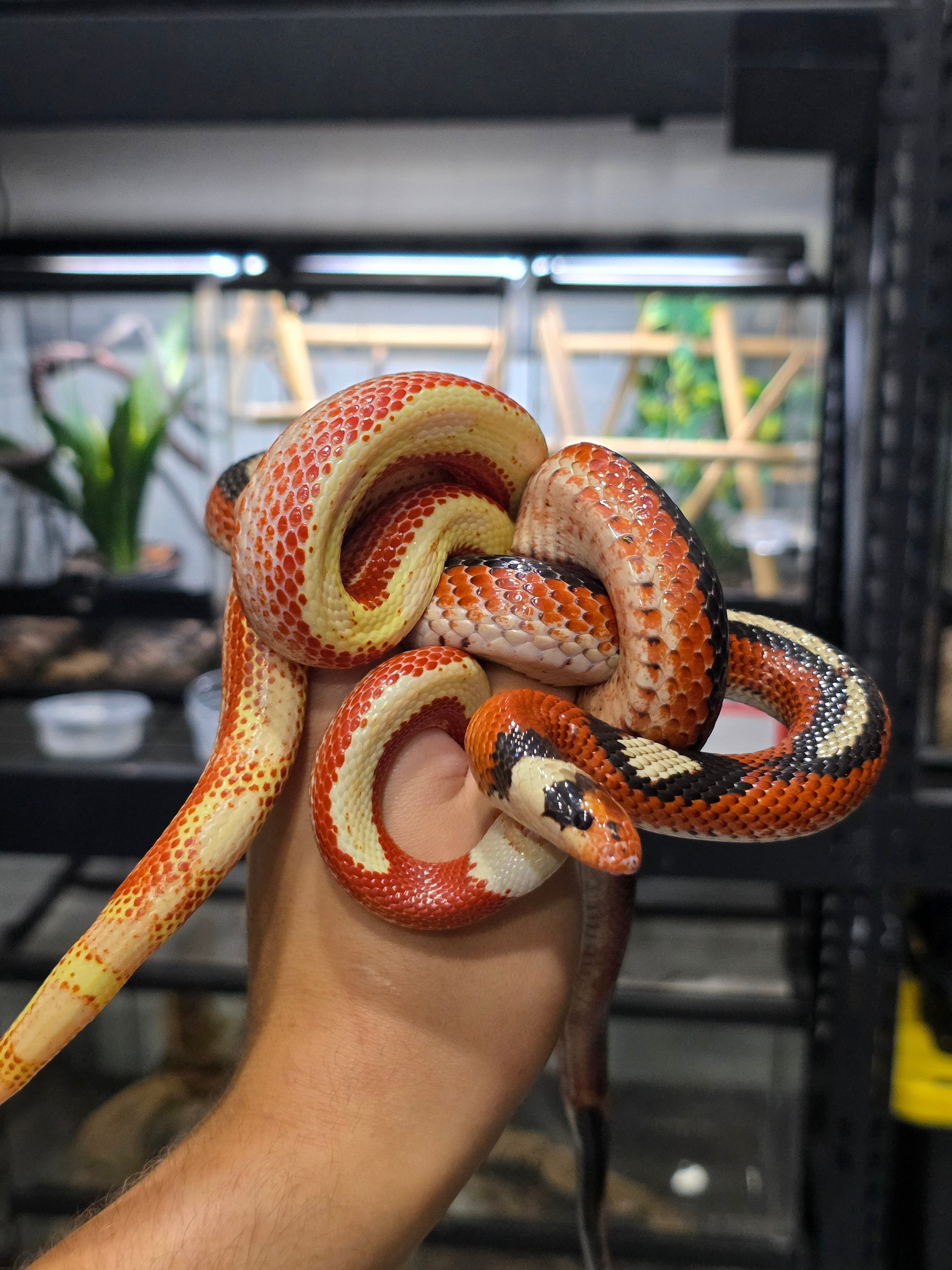Proven Splotch Nelson's Milk Snake Pair – Adult Male & Female for Sale ...