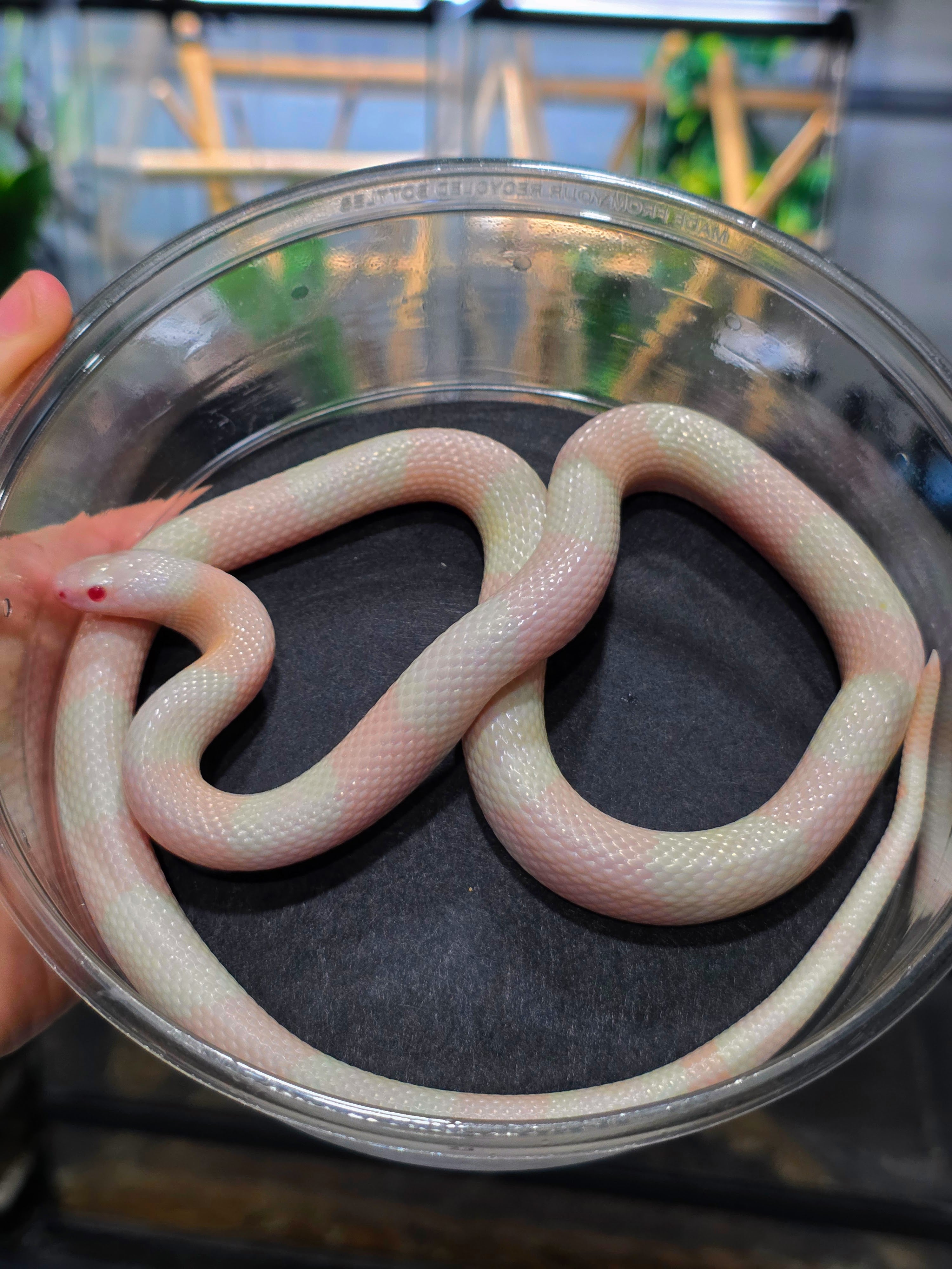 BRIGHT Pink Snow Honduran Milk Snake Male 2023 – SoFloReptiles